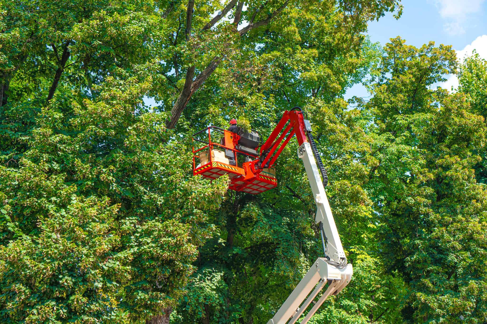 Is Your Tree Healthy? Signs You Need ABE Tree Service in Lehigh County
