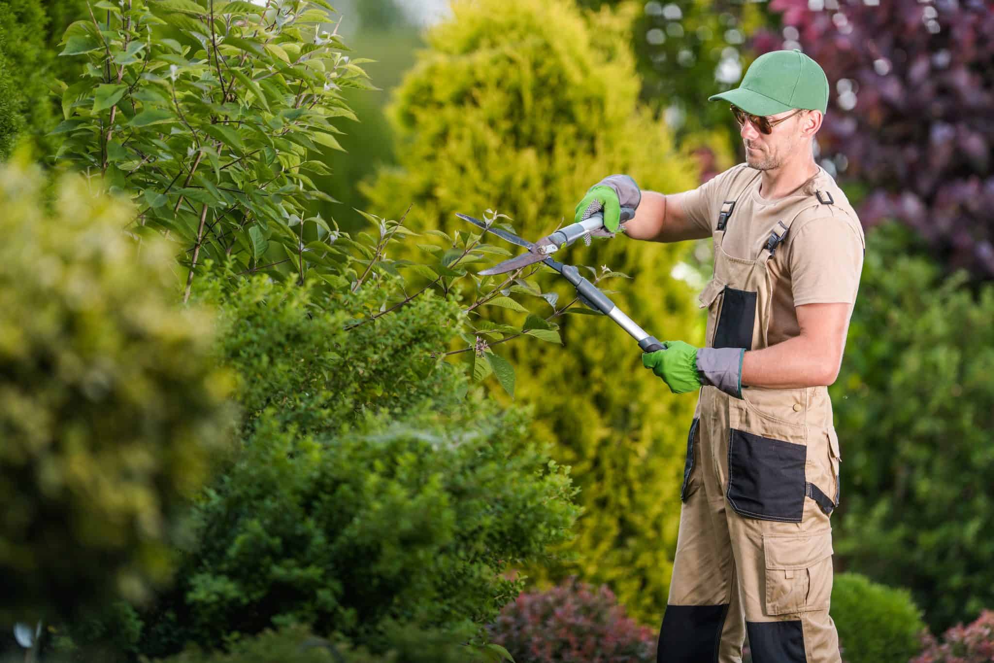 Is Your Tree Healthy? Signs You Need ABE Tree Service in Lehigh County