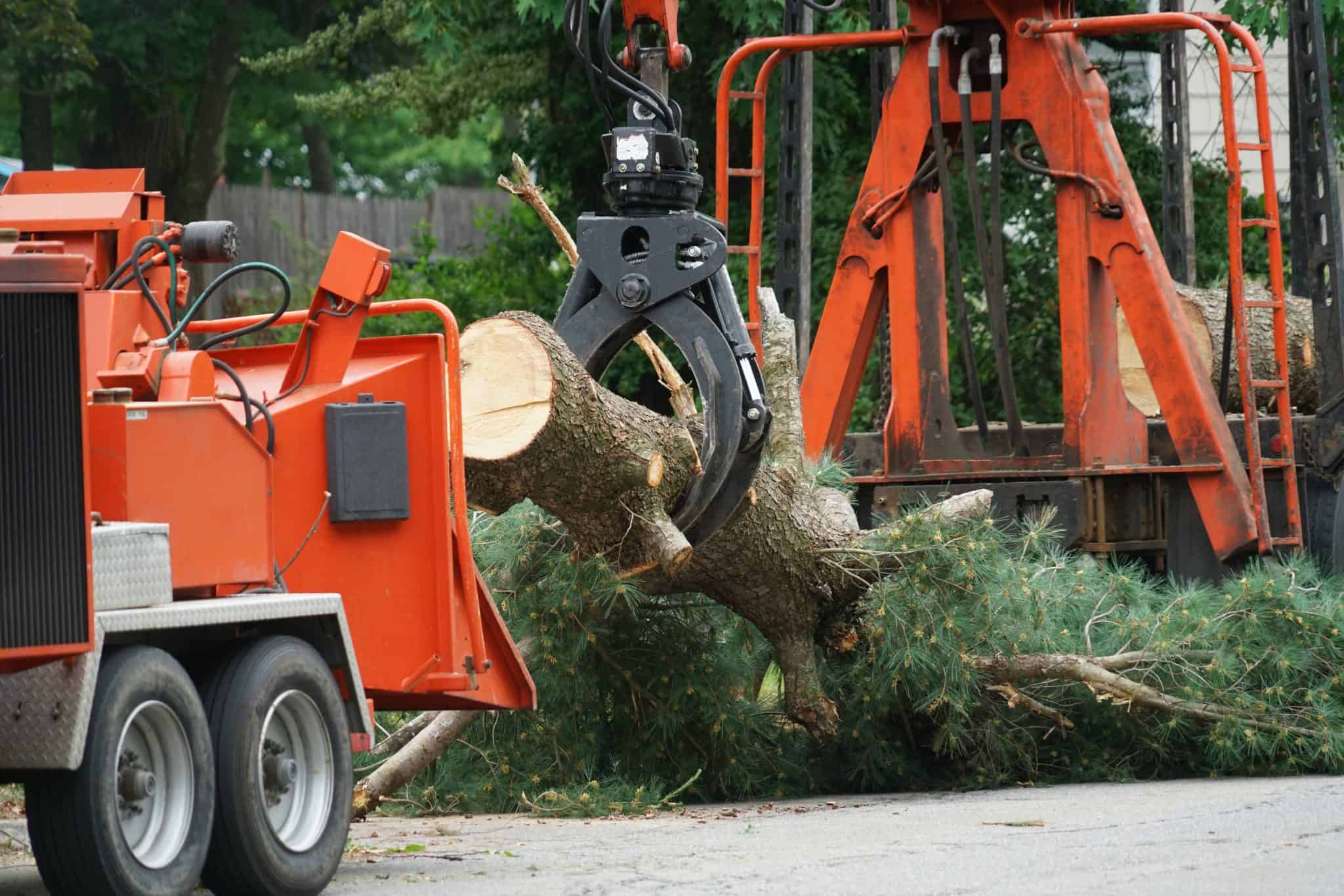 When Is Tree Removal Necessary? Signs in Lehigh County, PA